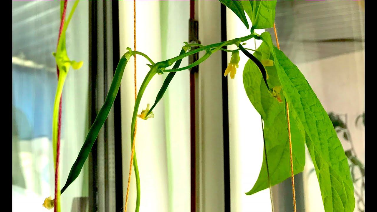 Фасоль на балконе - 2. Апрель.