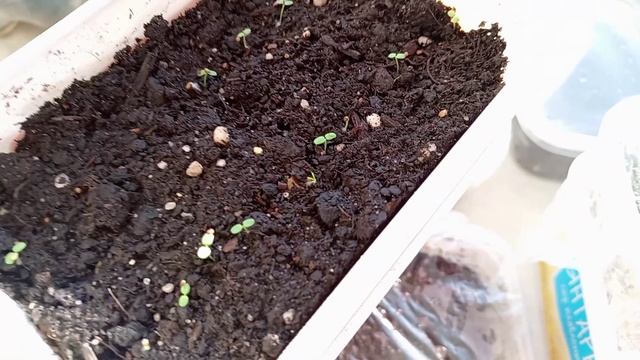 ЯНВАРЬ. ПЕРВЫЕ ВСХОДЫ.