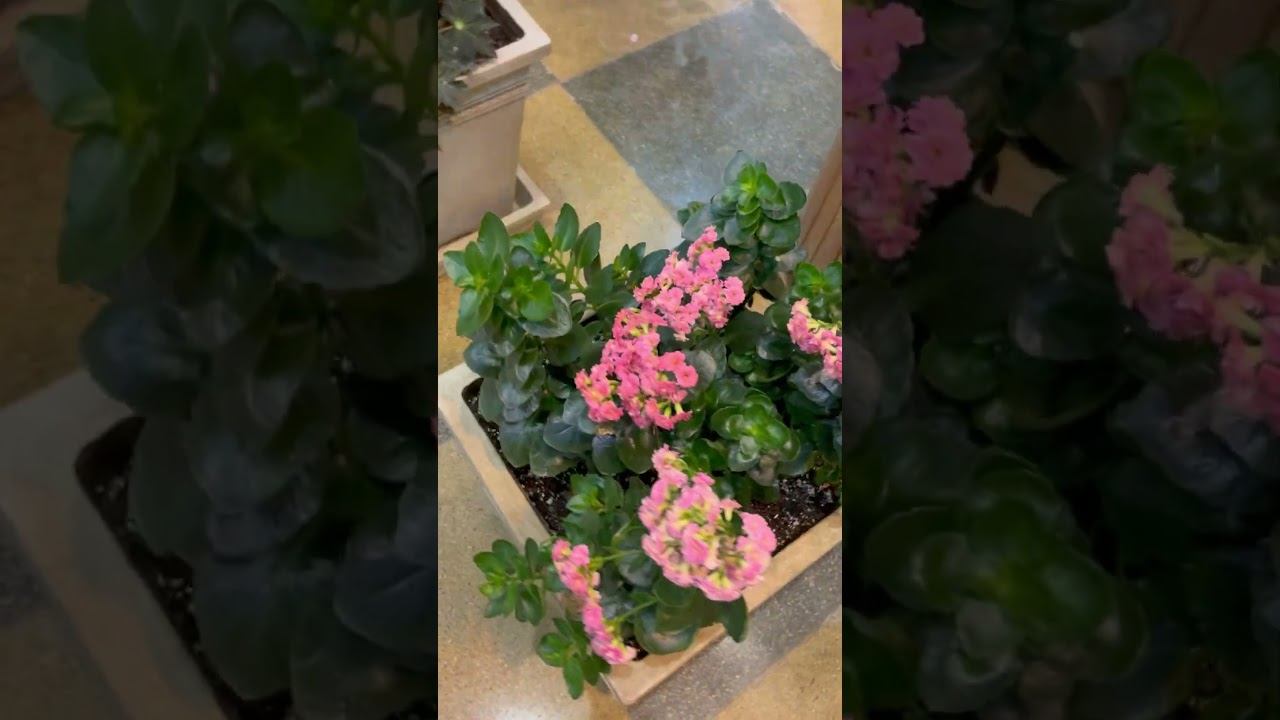 Часть II Оранжерейный комплекс в музее-заповеднике Царицыно