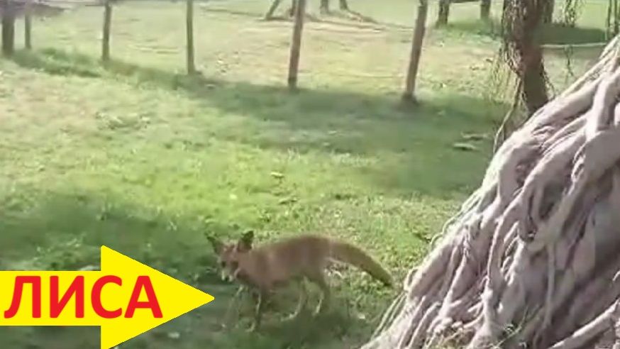 Лиса пришла на территорию отеля