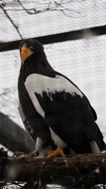 Белоплечий орлан наблюдает. Ленинградский зоопарк
