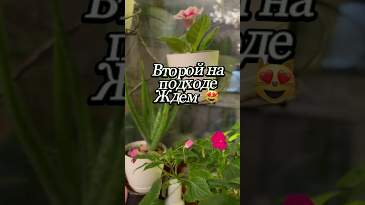 Снова расцветают #глоксинии #саднабалконе #цветымосква