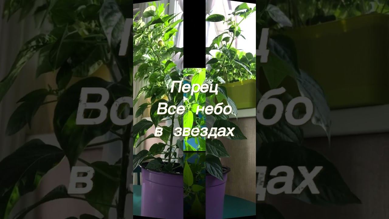 Перцы на балконе   #2023 #balconygarden #moscow