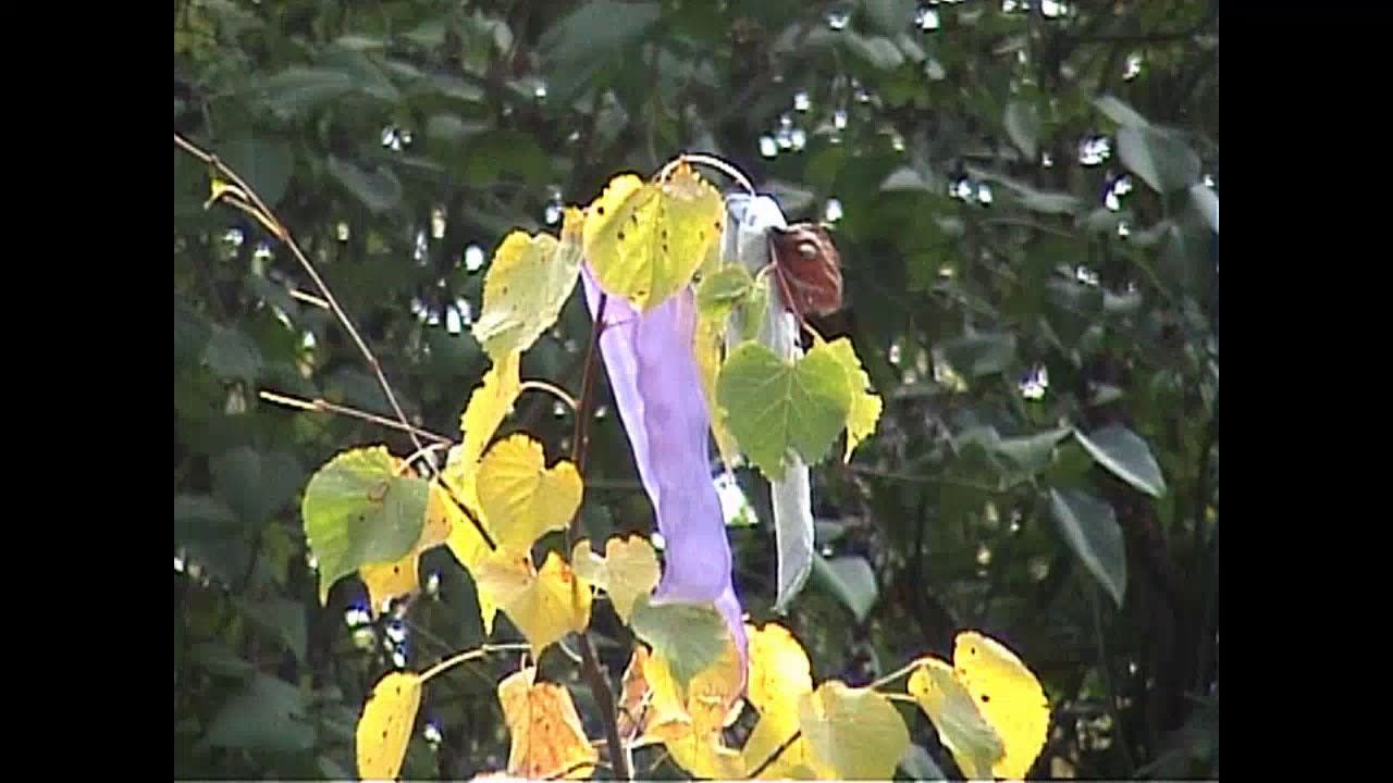 2010 10 10 Прогулка по парку Дворянское гнездо Грустный вариант