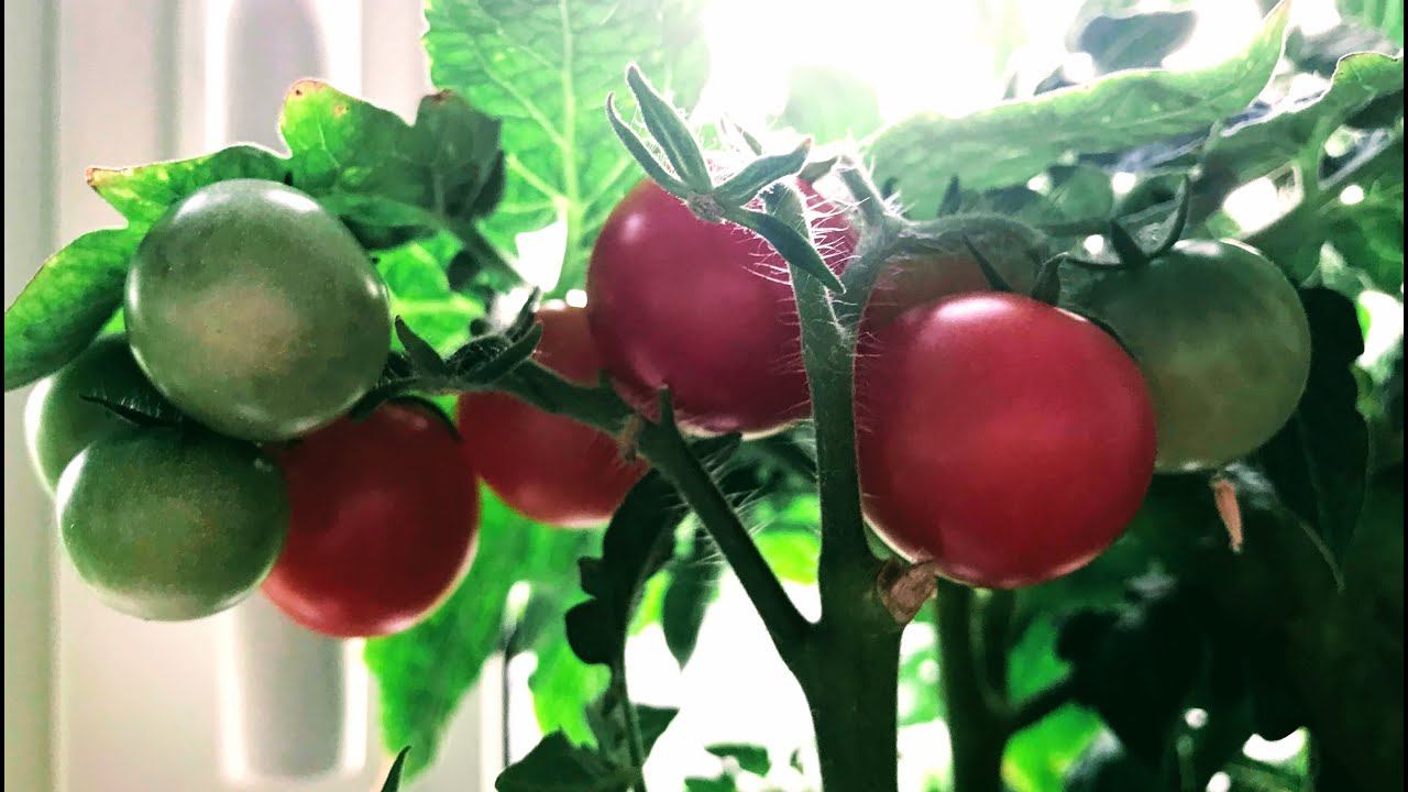 Томаты дома - 3. Апрель 2021