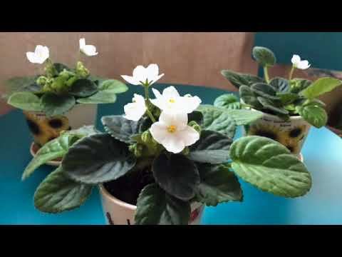 Фиалки расцветают