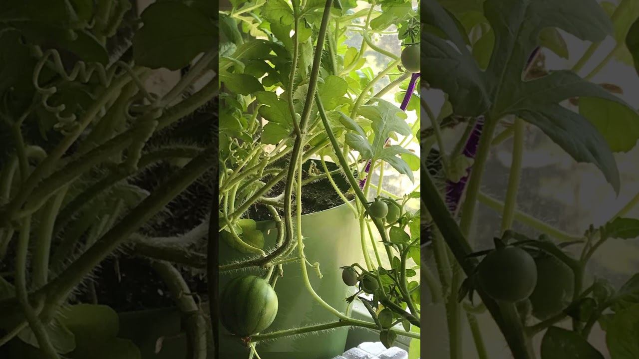 Арбуз на балконе  #саднабалконе #moscow #2023 #balconygarden