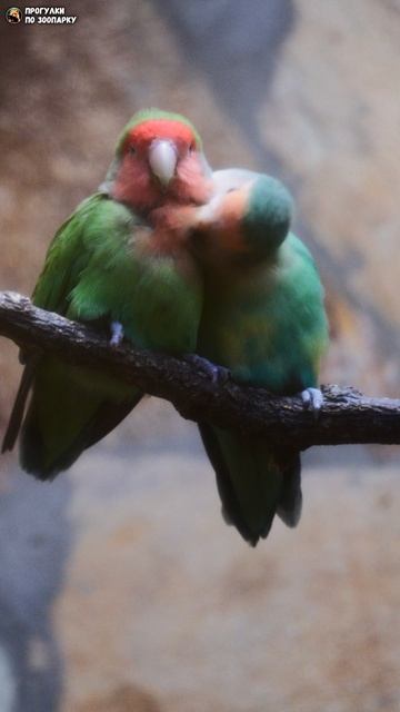 Попугаи неразлучники. Ленинградский зоопарк