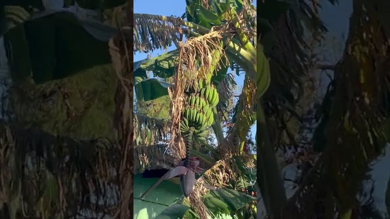 Алания (Турция) в мае 2024 #balconygarden #travel #plants