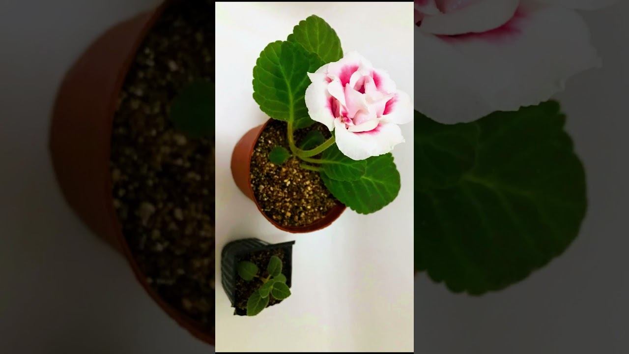 Мои детки глоксиний  #balconygarden #саднабалконе #глоксиния