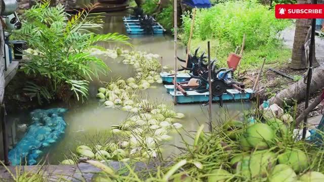 Интересный процесс транспортировки и переработки кокосов.