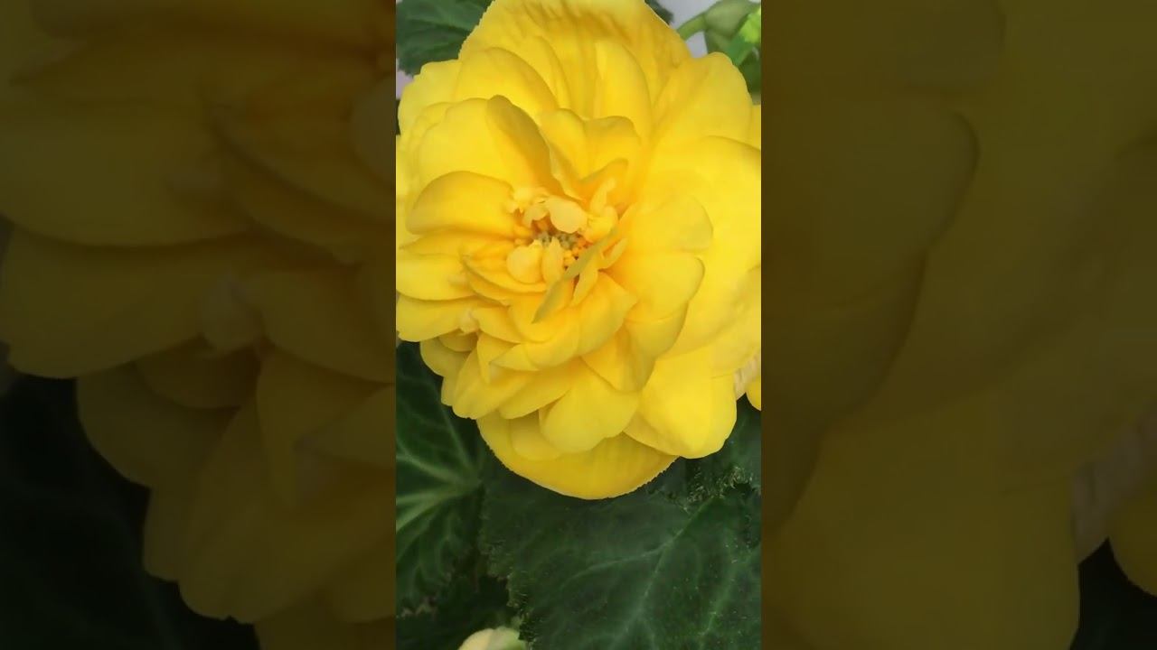 Бегония из семян 2023. Эпизод 5: сеянцу 4 месяца, а взрослые бегонии вовсю цветут