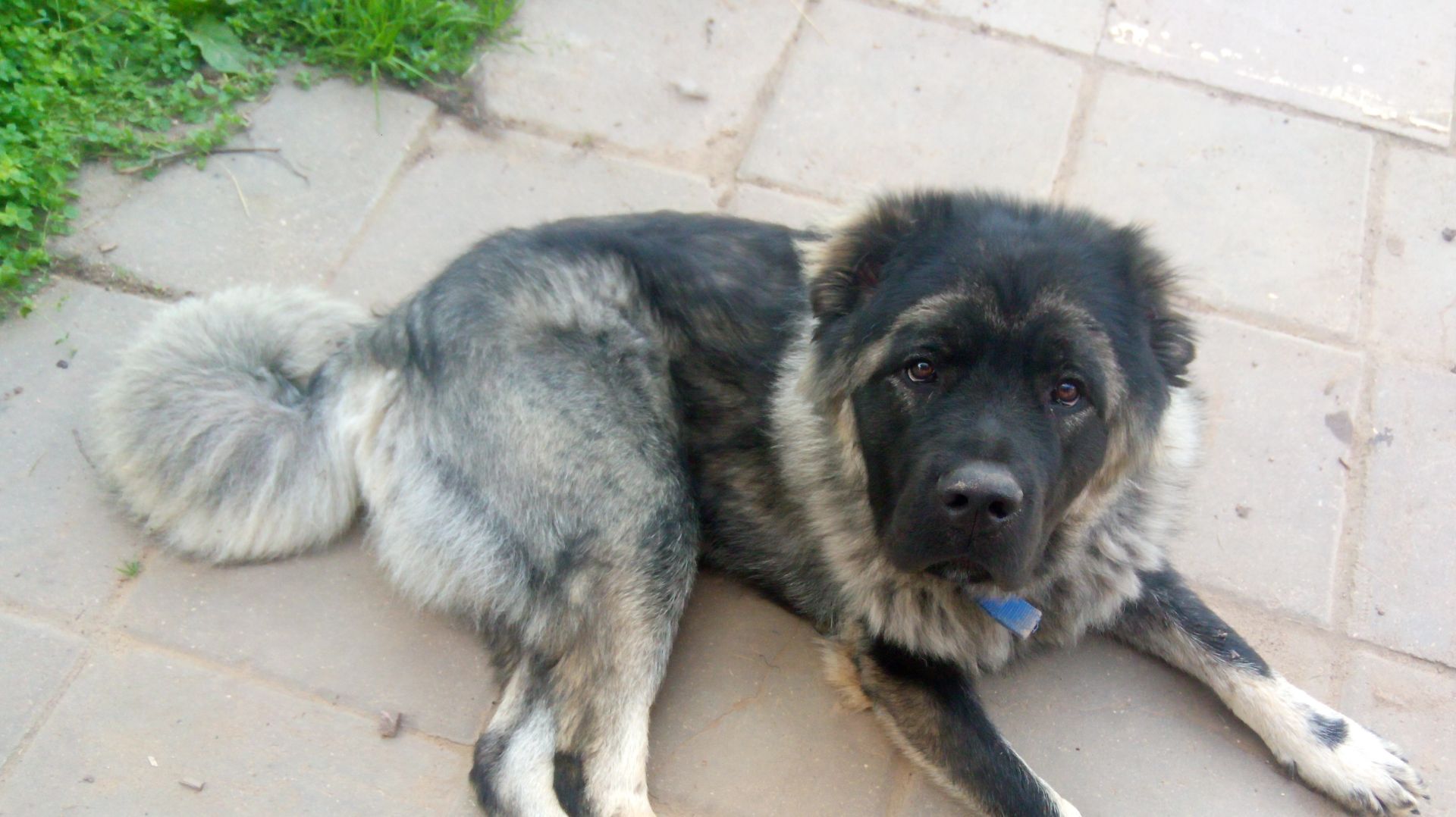 У Кавказской овчарки и мышь не проскочит