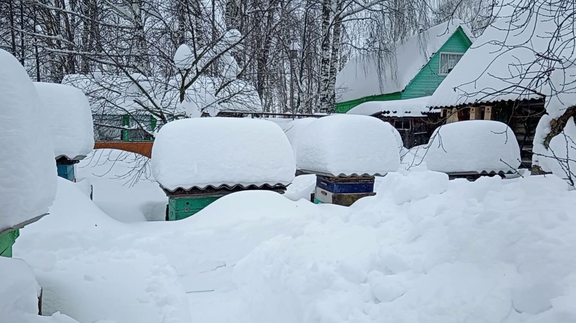 Состояние пасеки на 01.02.2026 года