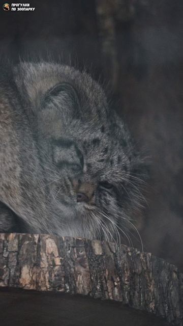 Манул Шу задремал в морозный день. Ленинградский зоопарк