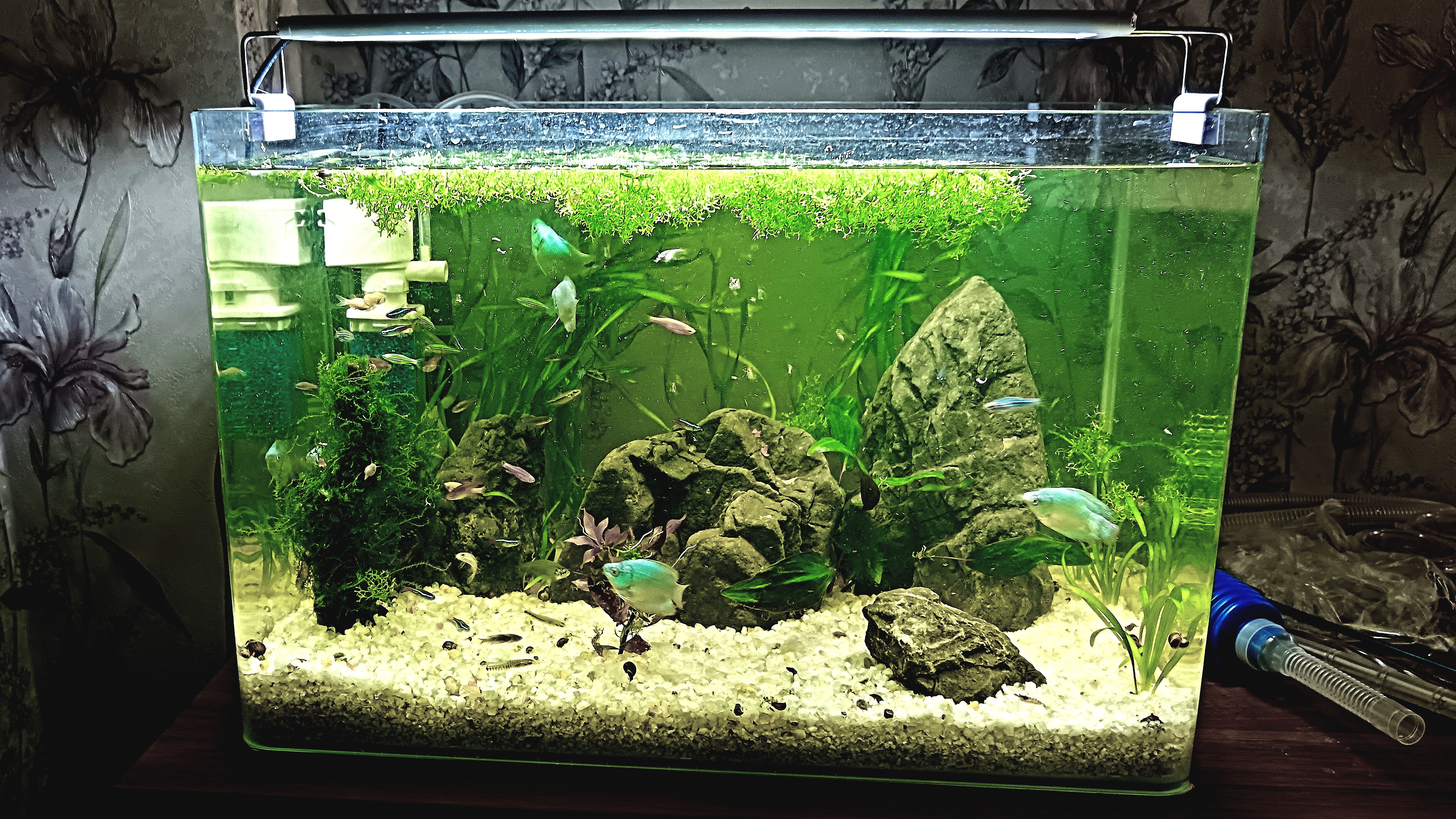 Аквариум 37 литров бесшовный Премиум для Татьяны (эпилог)