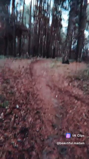 vkclips_20260201081956