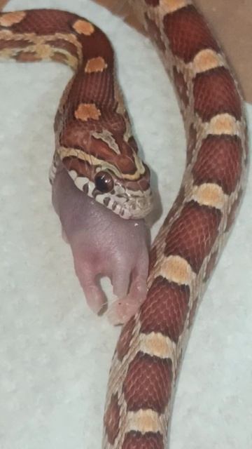 Кормление малыша маисового полоза №5 из первой кладки.