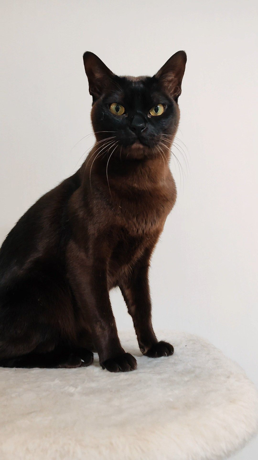 В МИРЕ С ЖИВОТНЫМИ #1 / Рубрика рассказывает о домашних питомцах работников «Газпром добыча Ямбург»