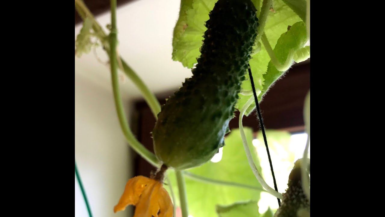 Огурцы на подоконнике