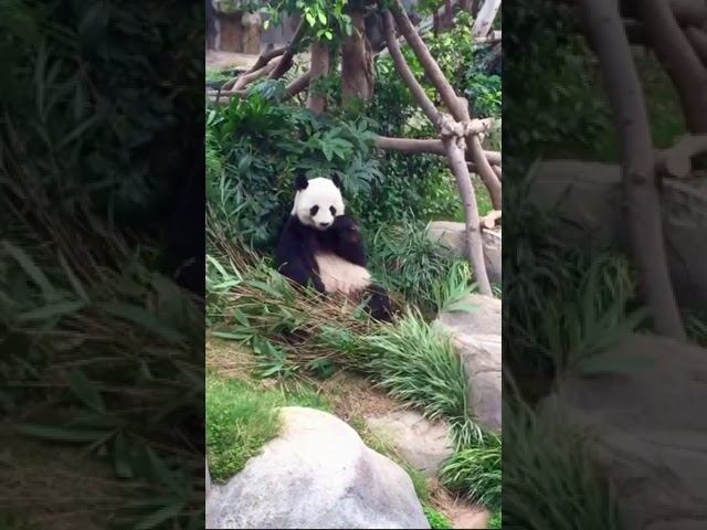 Гонконг,  Ocean Park