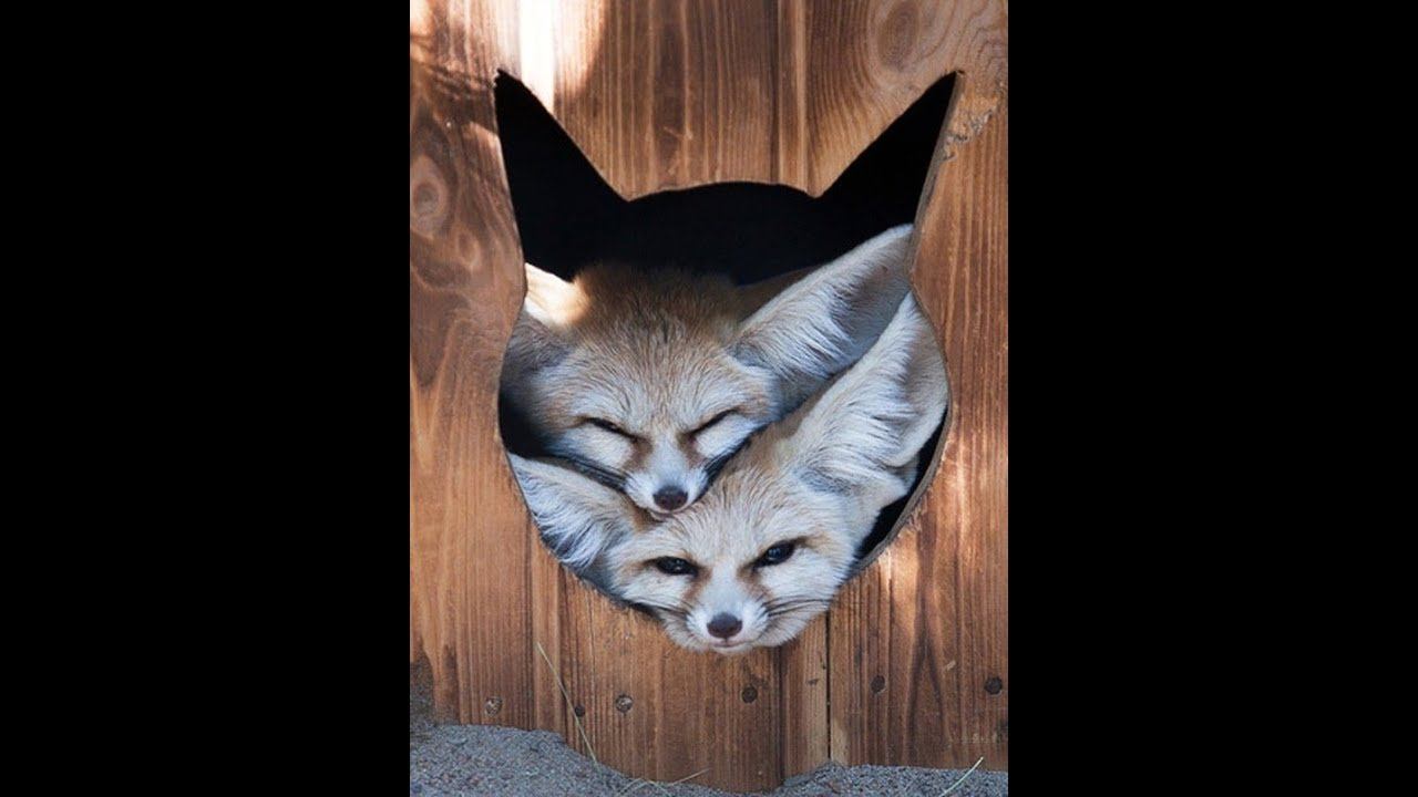 русские парни....набухались как коты.....