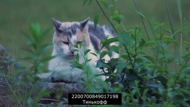 Разговоры с конченными