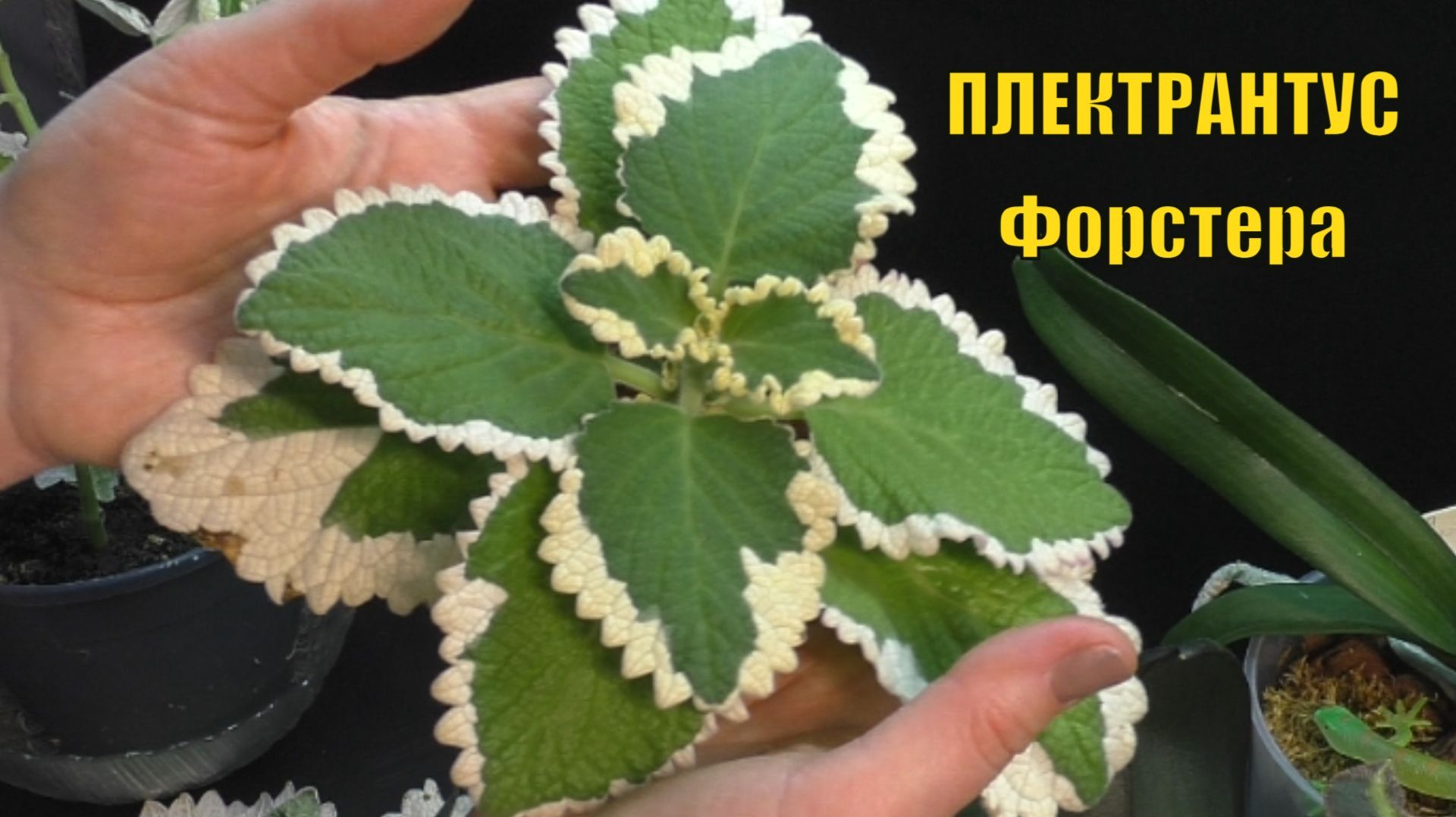 Плектрантус маргинатус Форстера. Формировочная обрезка и черенкование. Способы укоренения