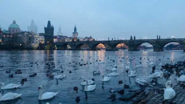Вечер на лебедином пляже в Праге✨
