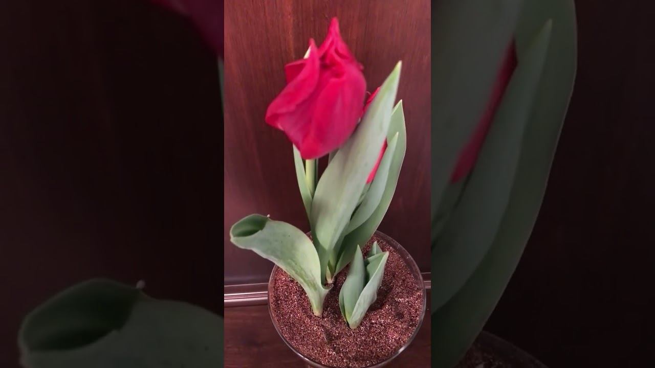 Продолжаем наблюдать за тюльпанами, растущими в вазе