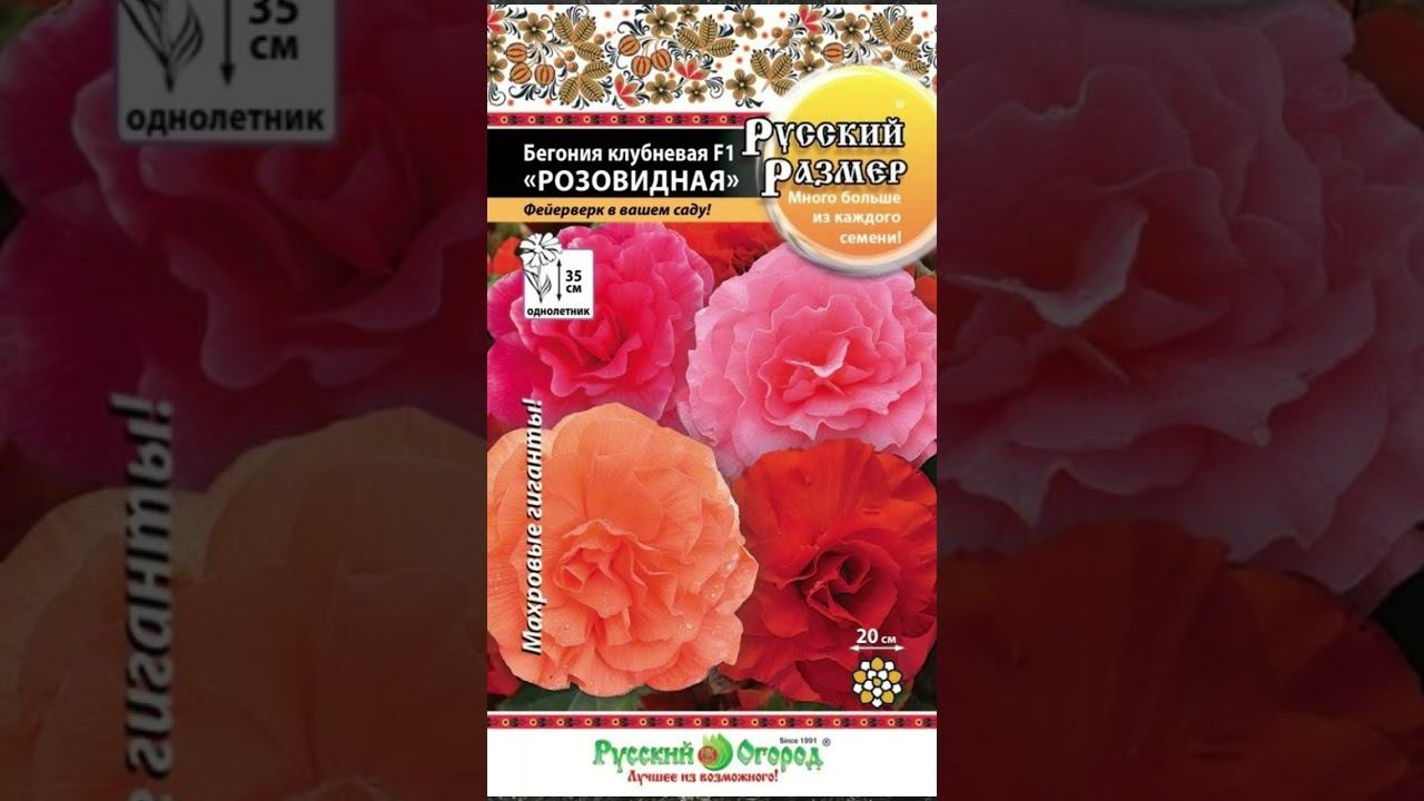 Бегония из семян  2023.  Эпизод 4:  всходы Гоу--Гоу, Пикоти, Розовидной бегонии + бонус