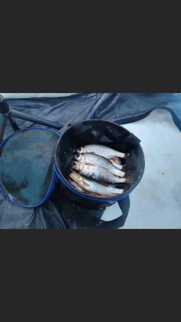 Сегодня порыбачил на мормышку с пучком мотыля🎣 Прикормка Стерля (Сыр). Пробурил 5 лунок.