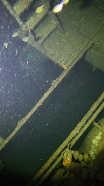 Абу Нухас, дайвинг в Хургаде, дайвинг в Египте