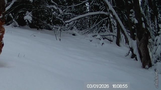 КАК РЫСЬ ПРОВЕРЯЕТ ФОТОЛОВУШКИ