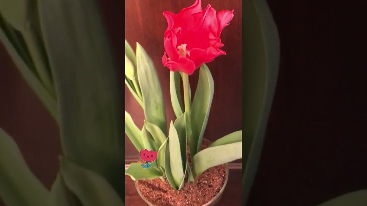 Тюльпаны продолжают расцветать