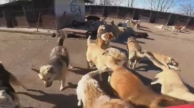 Приют Шанс