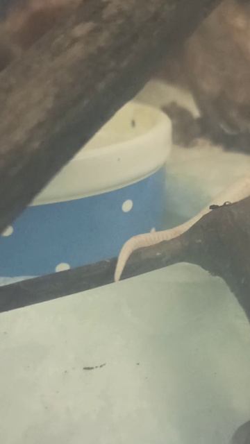 Карамелька... 29 января 2026 г.