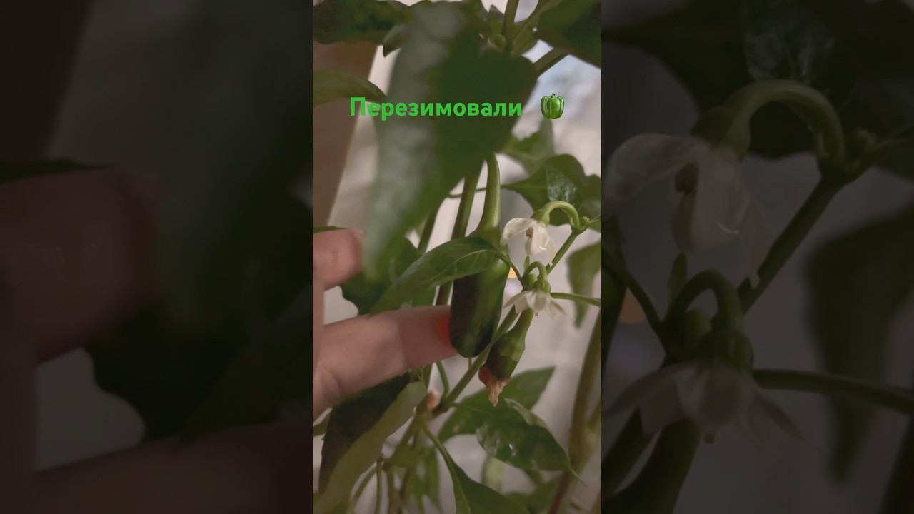 Четвёртый год перца на балконе, 22 марта  #саднабалконе #balconygarden #moscow