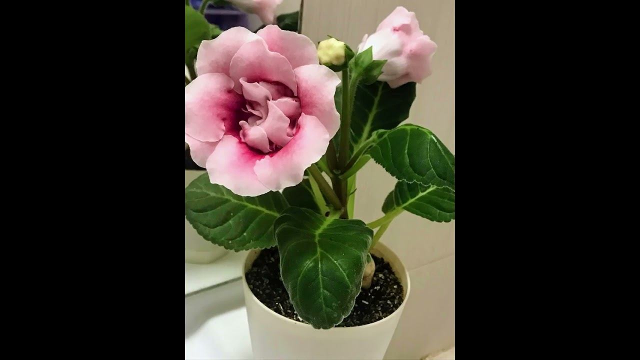 Глоксиния брокада, первое цветение 2023