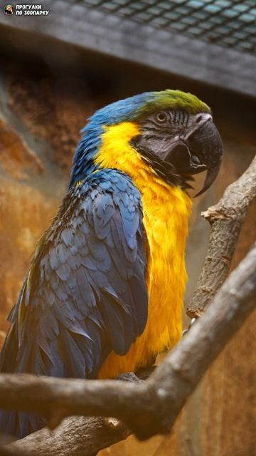 Сине-желтый ара засыпает. Ленинградский зоопарк