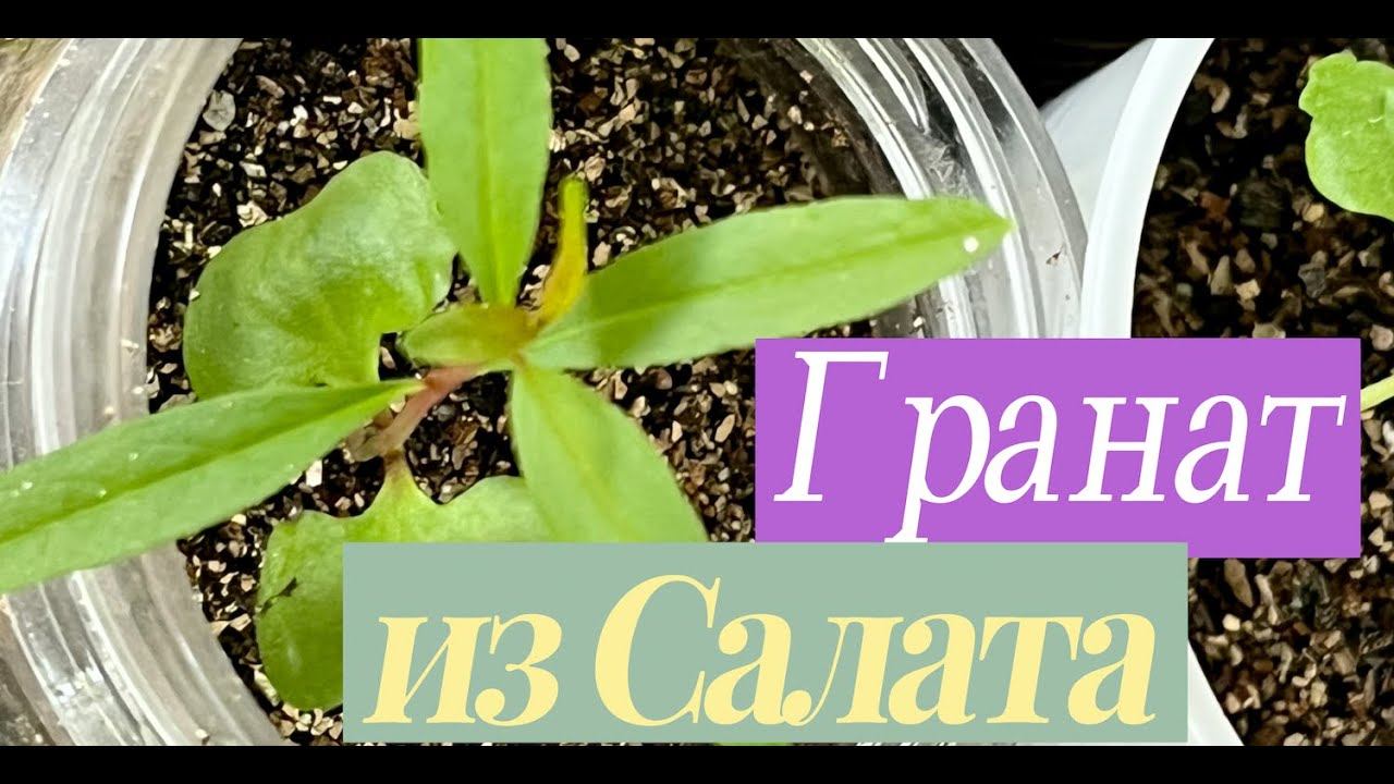 Деревья на балконе: Гранат из Салата