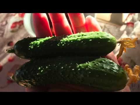 Огурец Окошко