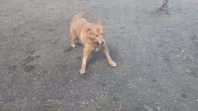 Тайна и Варя