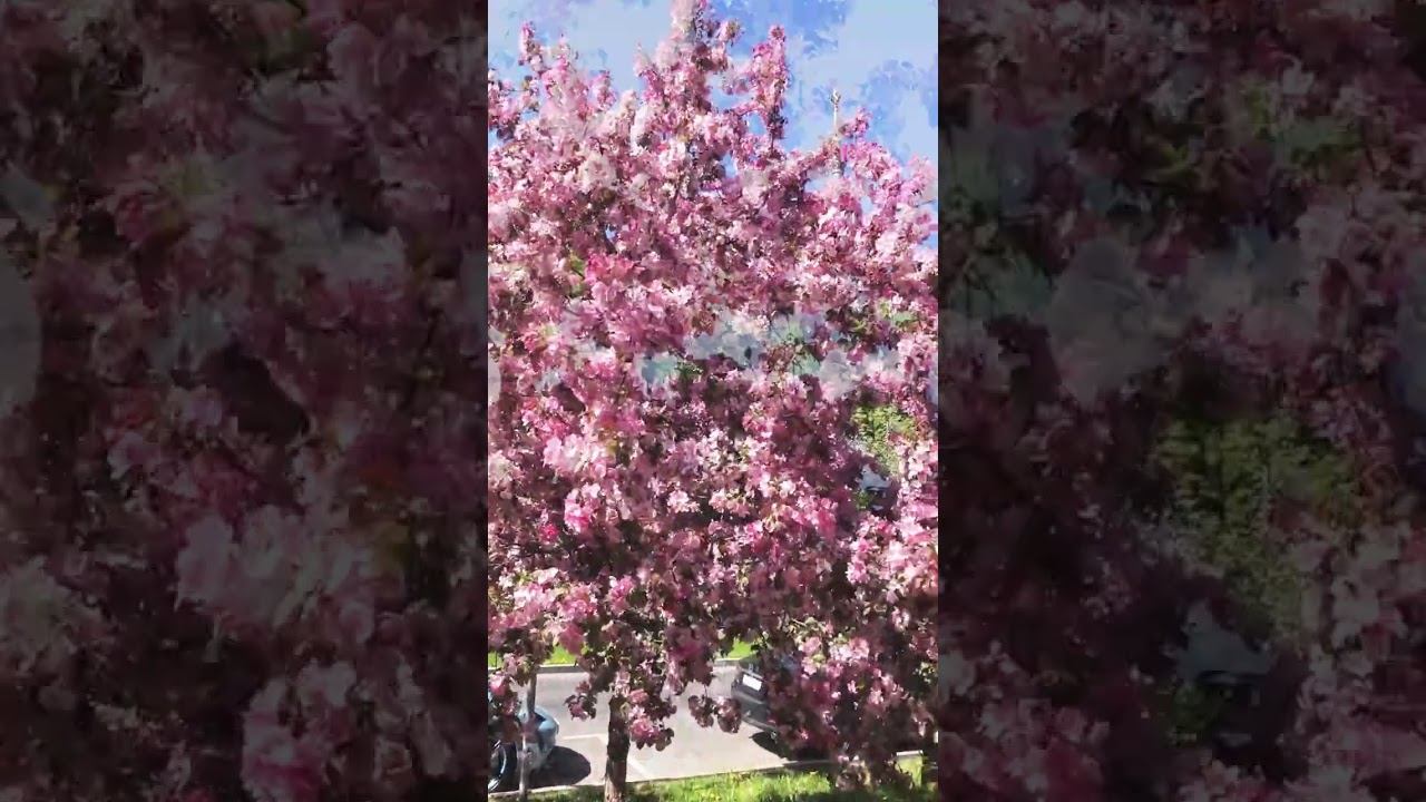 Цветение сакур у МГУ, Москва, май 2023