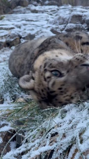 Снежный барс Нэла издает самые довольные звуки в мире! Слушать!