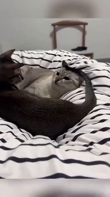 Кошки вы с ума сошли?