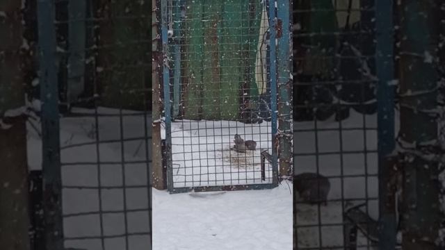 1 февраля 2026 г. Снова мороз и снег!