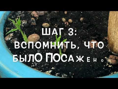 Персики на Балконе