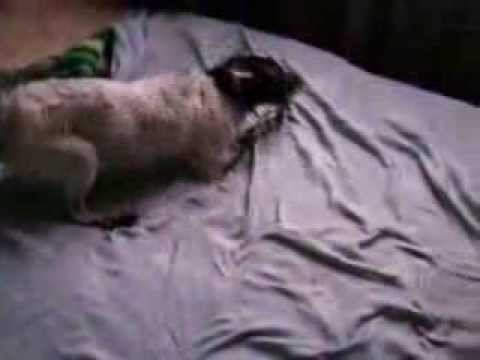 ТАНЦЫ ПОСЛЕ ДУША РЕСПУБЛИКА ИНФОРМАЦИЯ