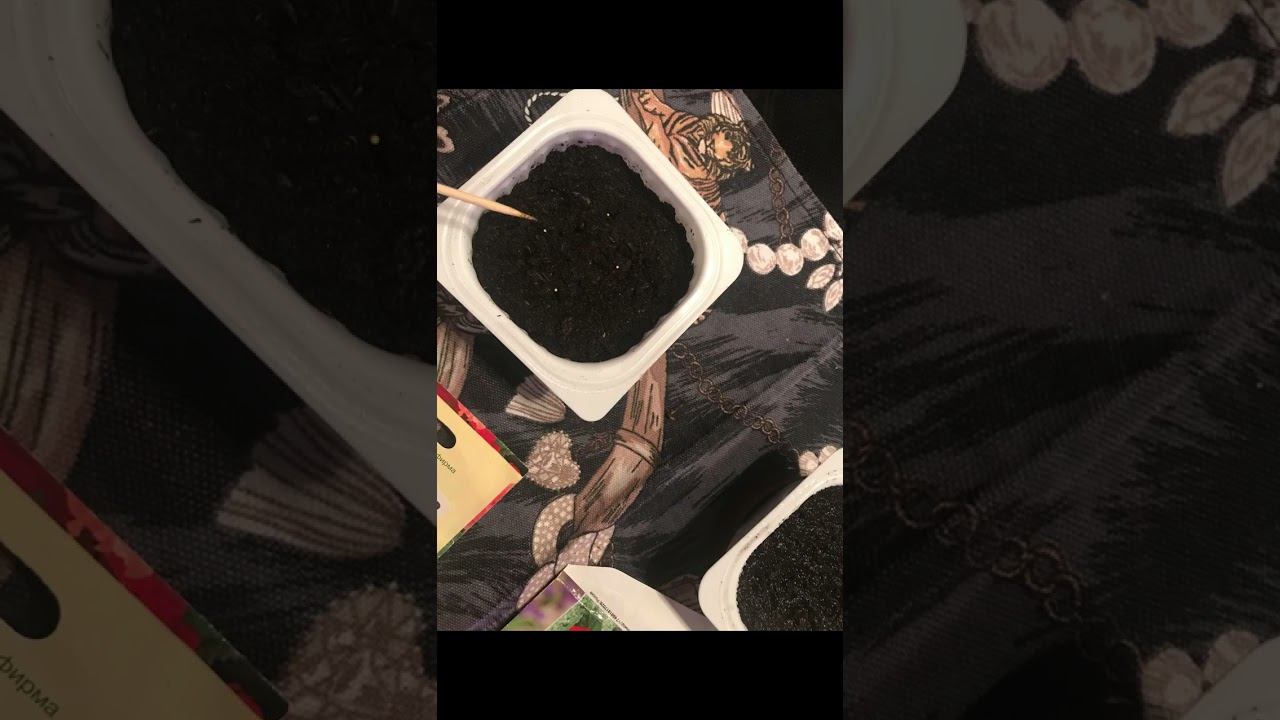 Бегония из семян  2023.  Эпизод 1: посадка семян.  Код скидки  Яндекс Маркет ⬇️ REF_GWXNKKY